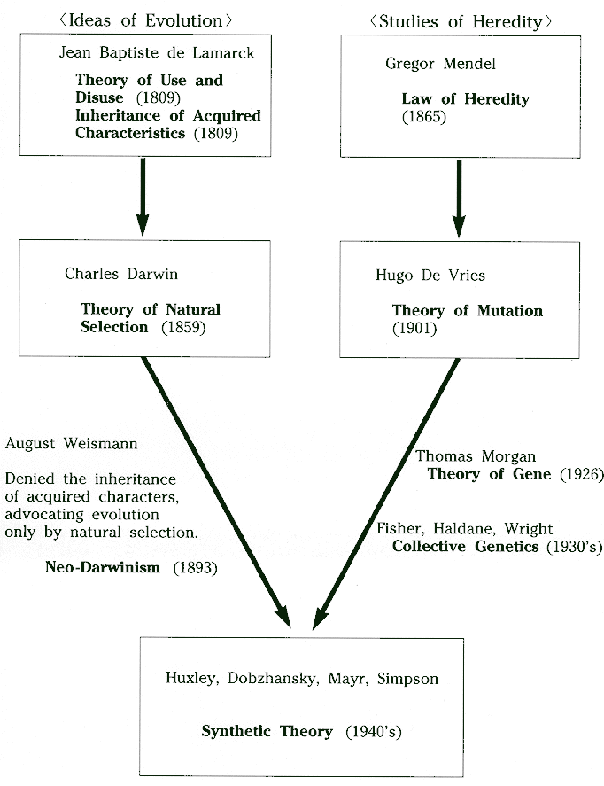 Theory Of Evolution: Synthetic Theory Of Evolution Theory Of Evolution: Synthetic Theory Of Evolution